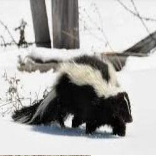 animals-ij5d2 Object Detection Dataset by pytorchstudy