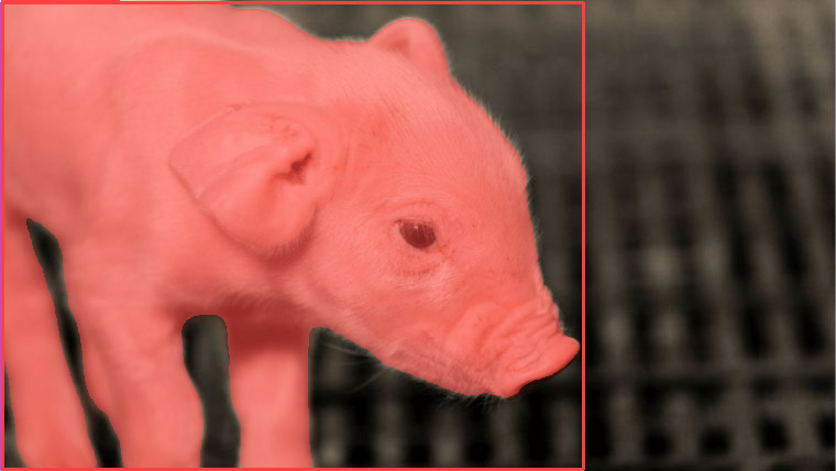 PIG Object Detection Dataset and Pre-Trained Model by CustomModelTrain