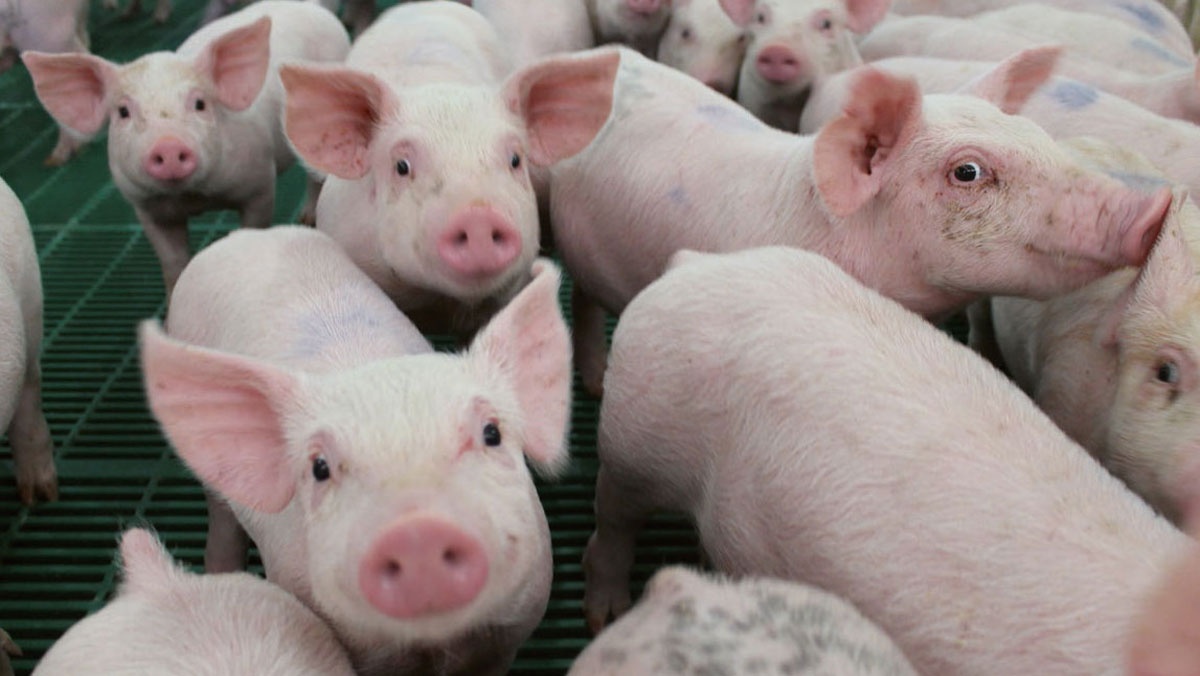 auto-generated-dataset-7 Instance Segmentation Dataset by CustomModelTrain