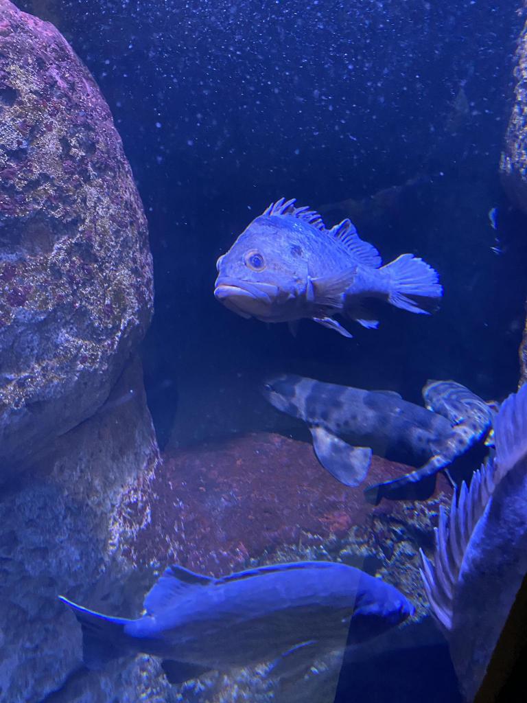 UnderWater Object Detection (underwater-object-detection-zkdju ... UnderWater Object Detection (underwater-object-detection-zkdju ...