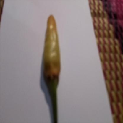 Cebu Technological University (cebu-technological-university-js3xq) - Roboflow Universe