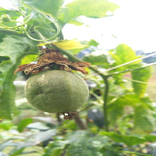 passion -fruit Object Detection Dataset by taha t