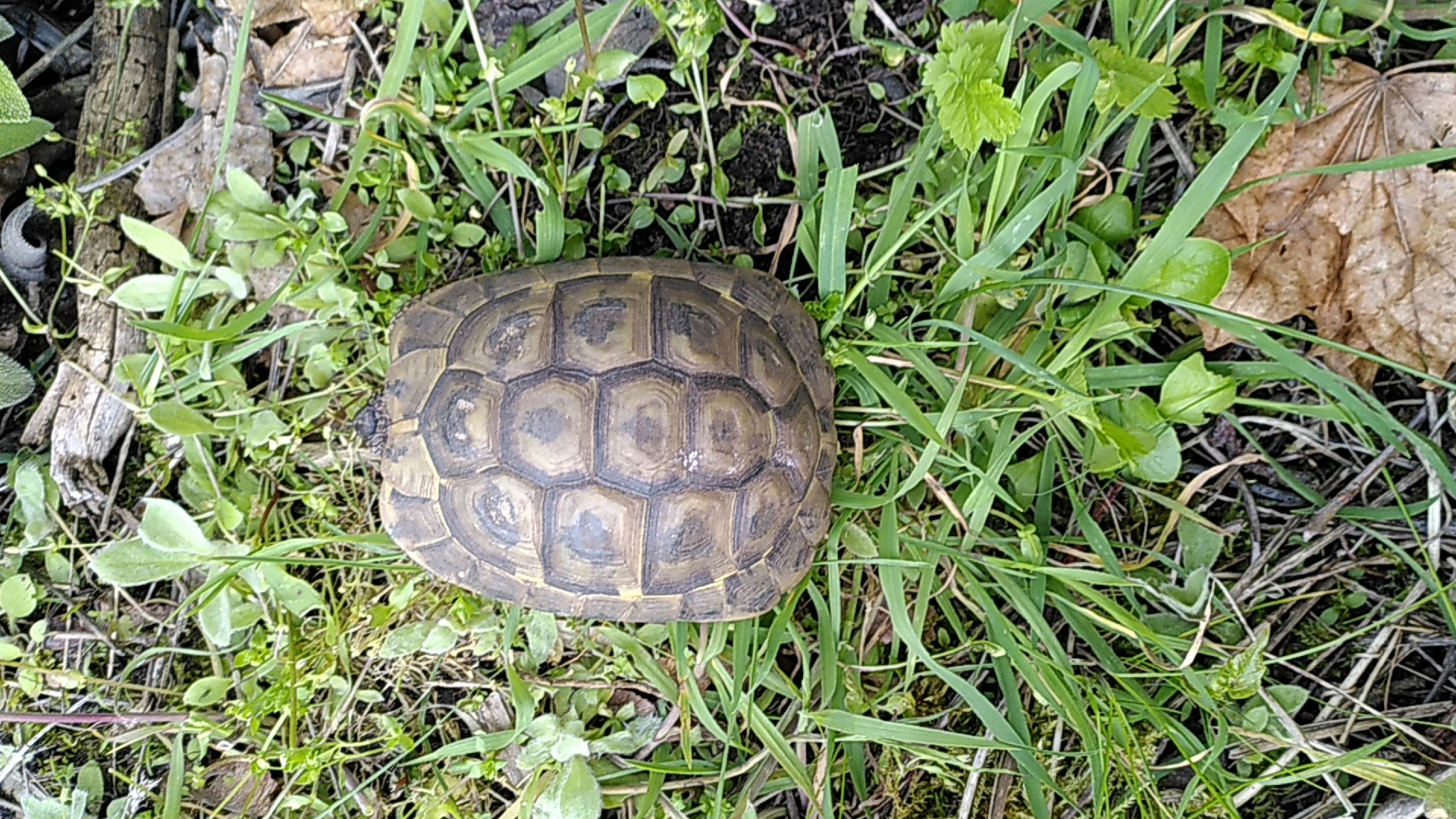 Carapax-Ultra-2 Object Detection Model by Schildis