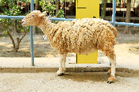 Sheep (sheep-ztpnd) - Roboflow Universe