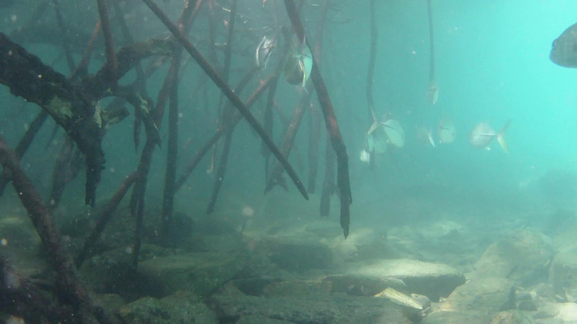 Fish Object Detection Dataset by DeepFish Object Detection