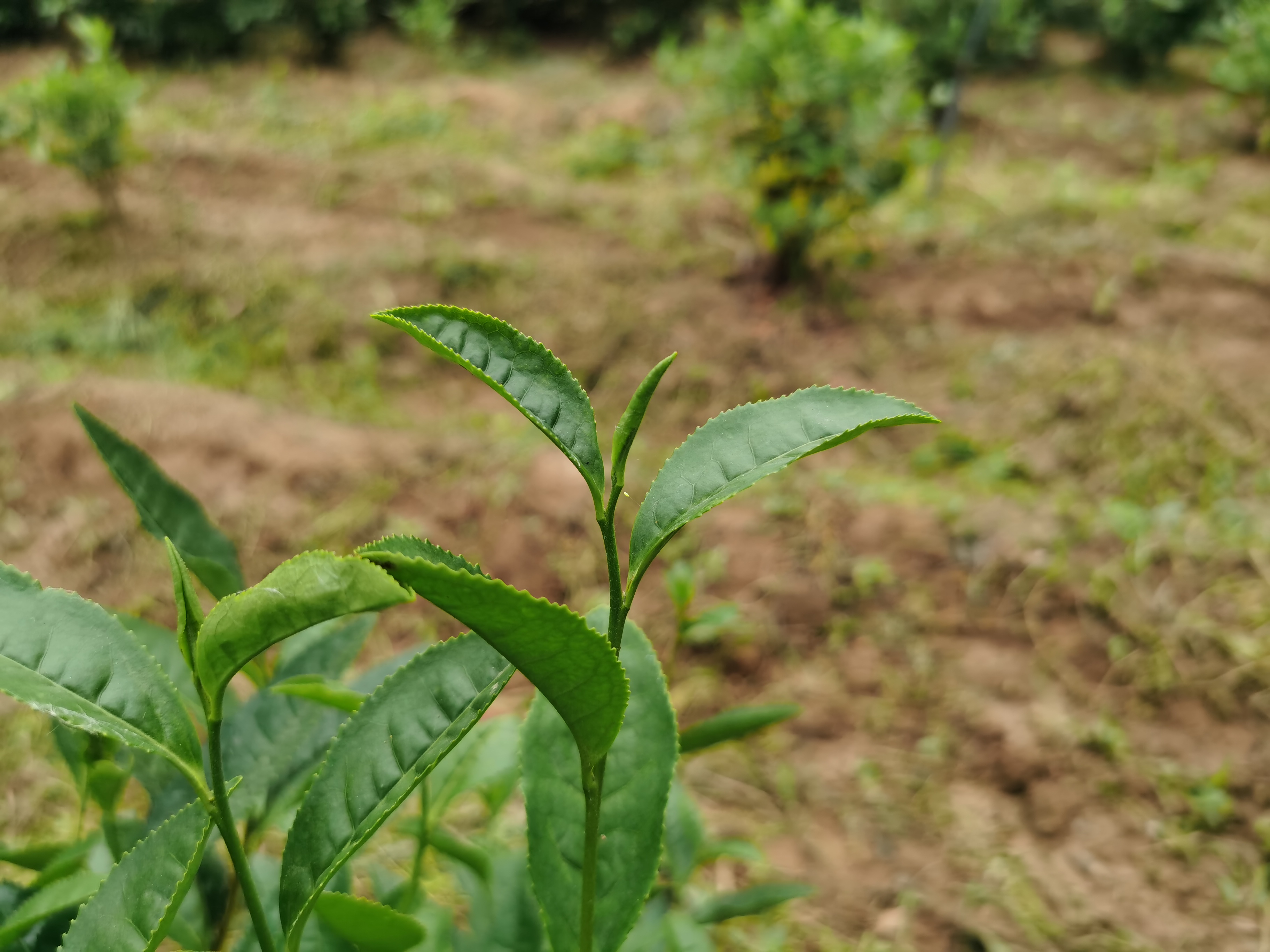 object detection for tea bud Object Detection Model by project-n7lcw