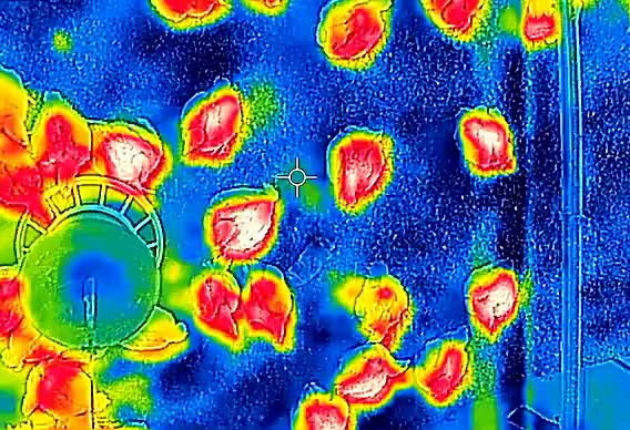 Bird Project (Thermal) 3 Object Detection Dataset by Bird Project with ...