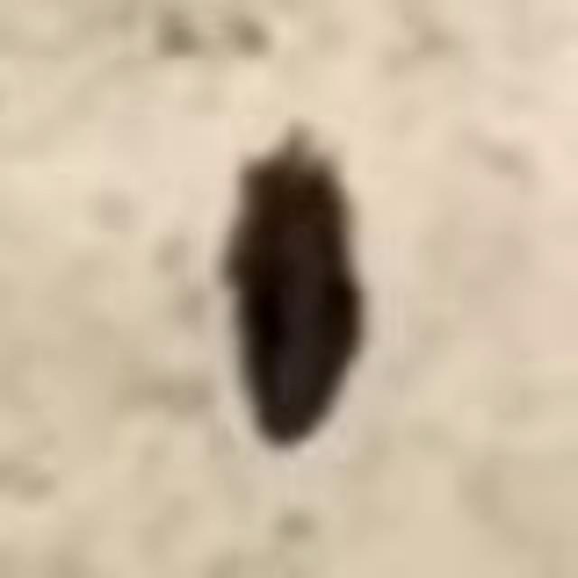 Monkey project Instance Segmentation Dataset by University of Konstanz