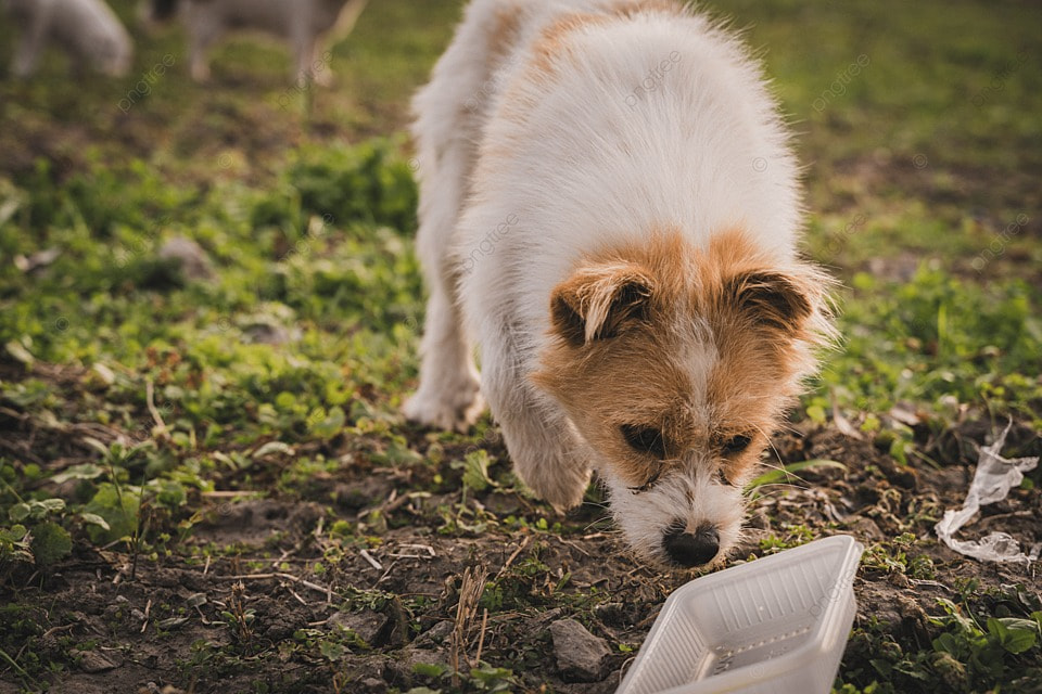 dog Object Detection Model by mask and no mask