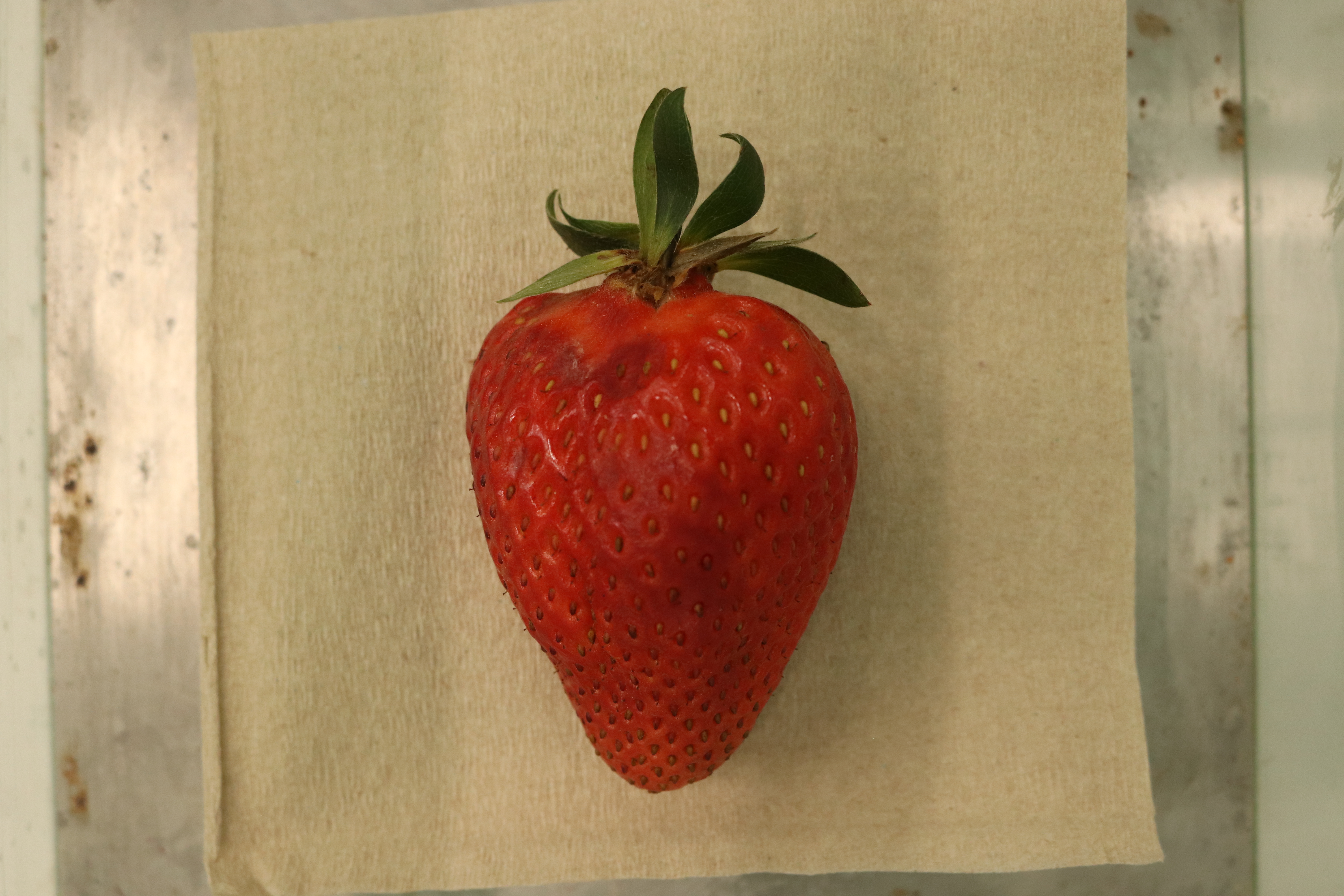 Strawberries Instance Segmentation Dataset by Strawberries