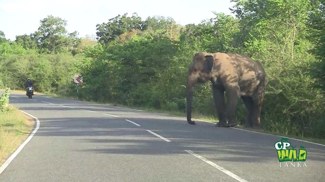 elephant_class_detection Object Detection Dataset and Pre-Trained Model by nihal