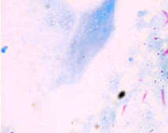 AFB2_dat Object Detection Dataset by mapua university