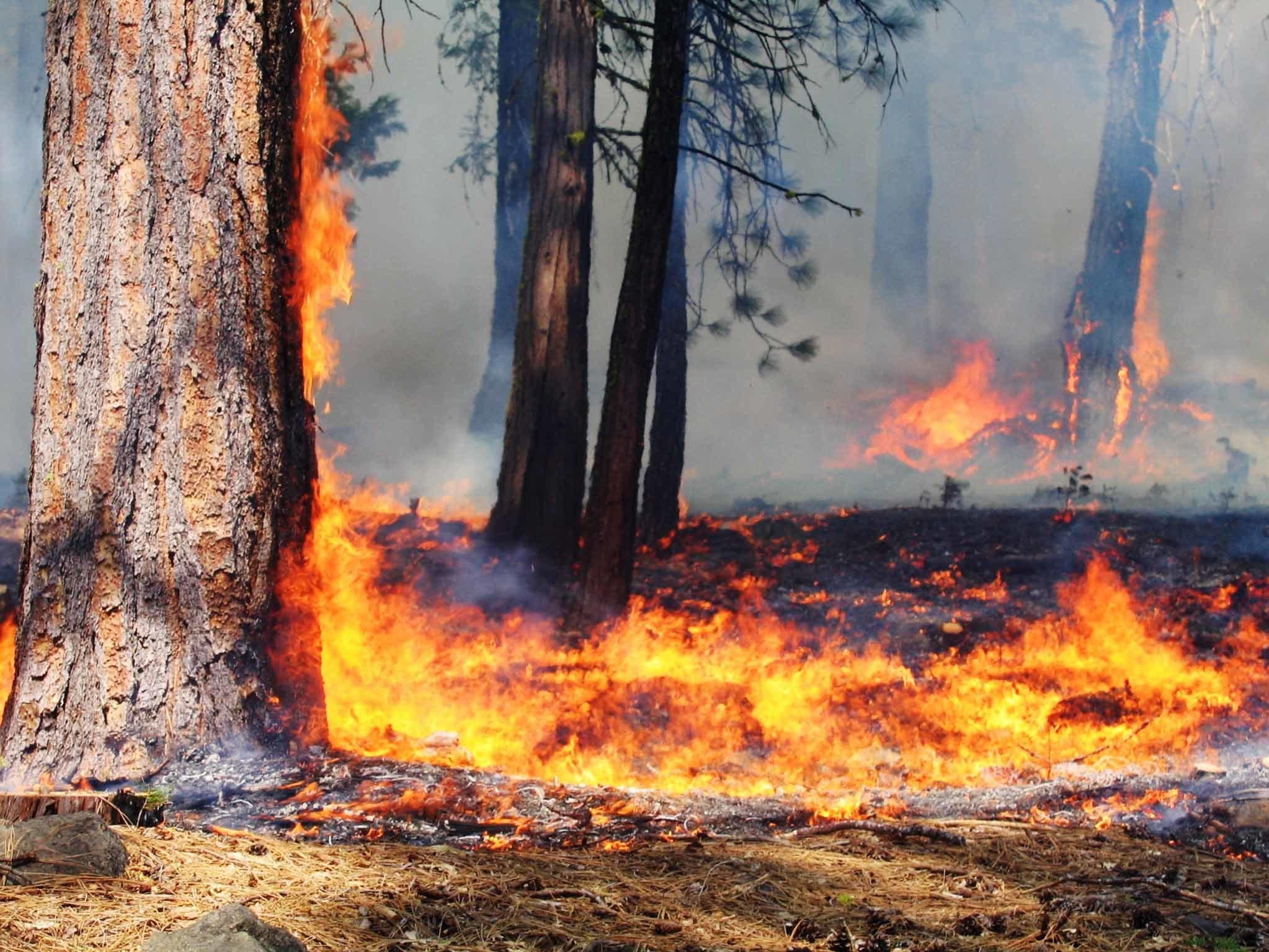 fire_segmentation Instance Segmentation Model by firesegmentation