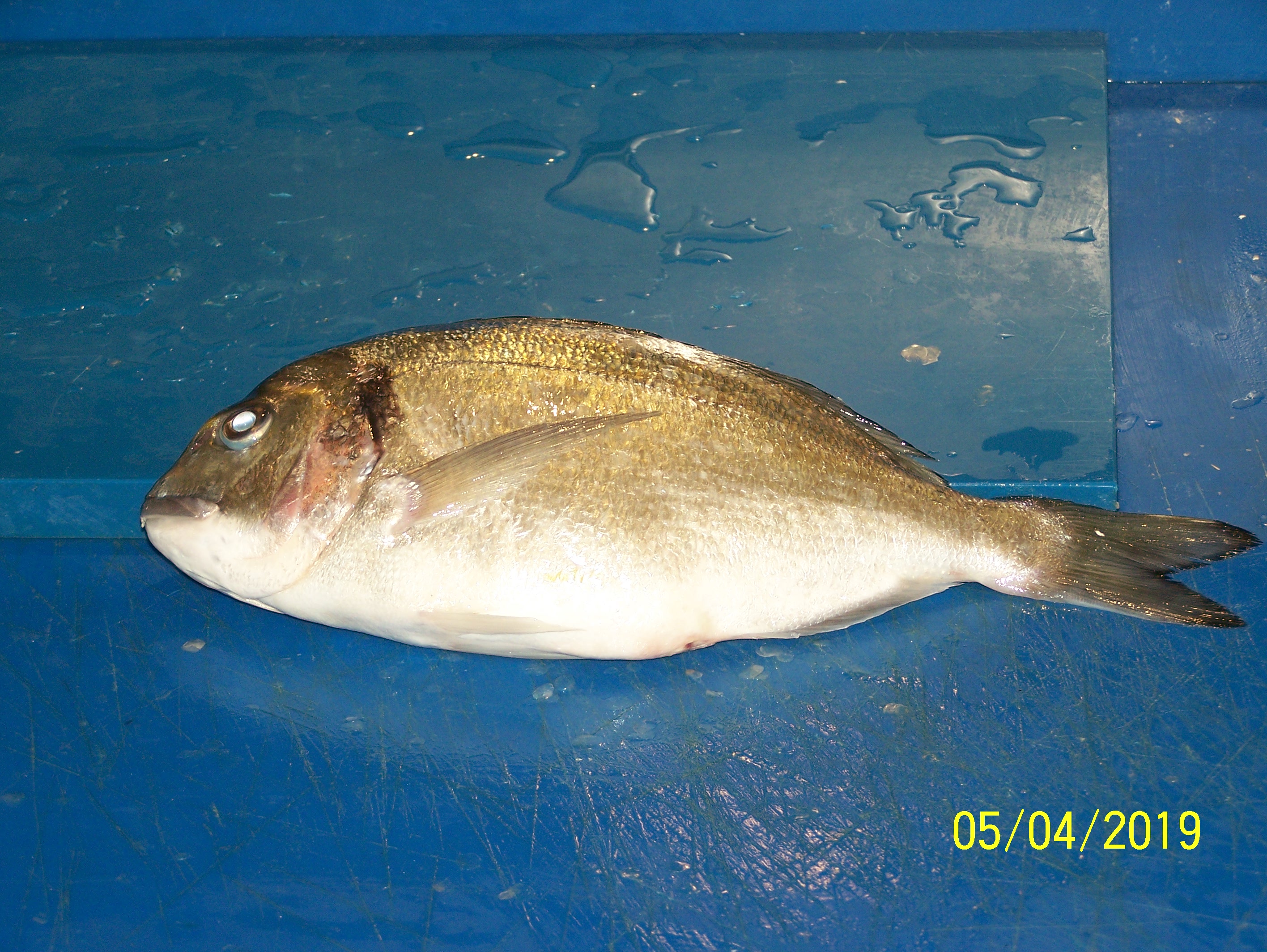 Fish Classification Instance Segmentation Dataset by Team 2 DGo