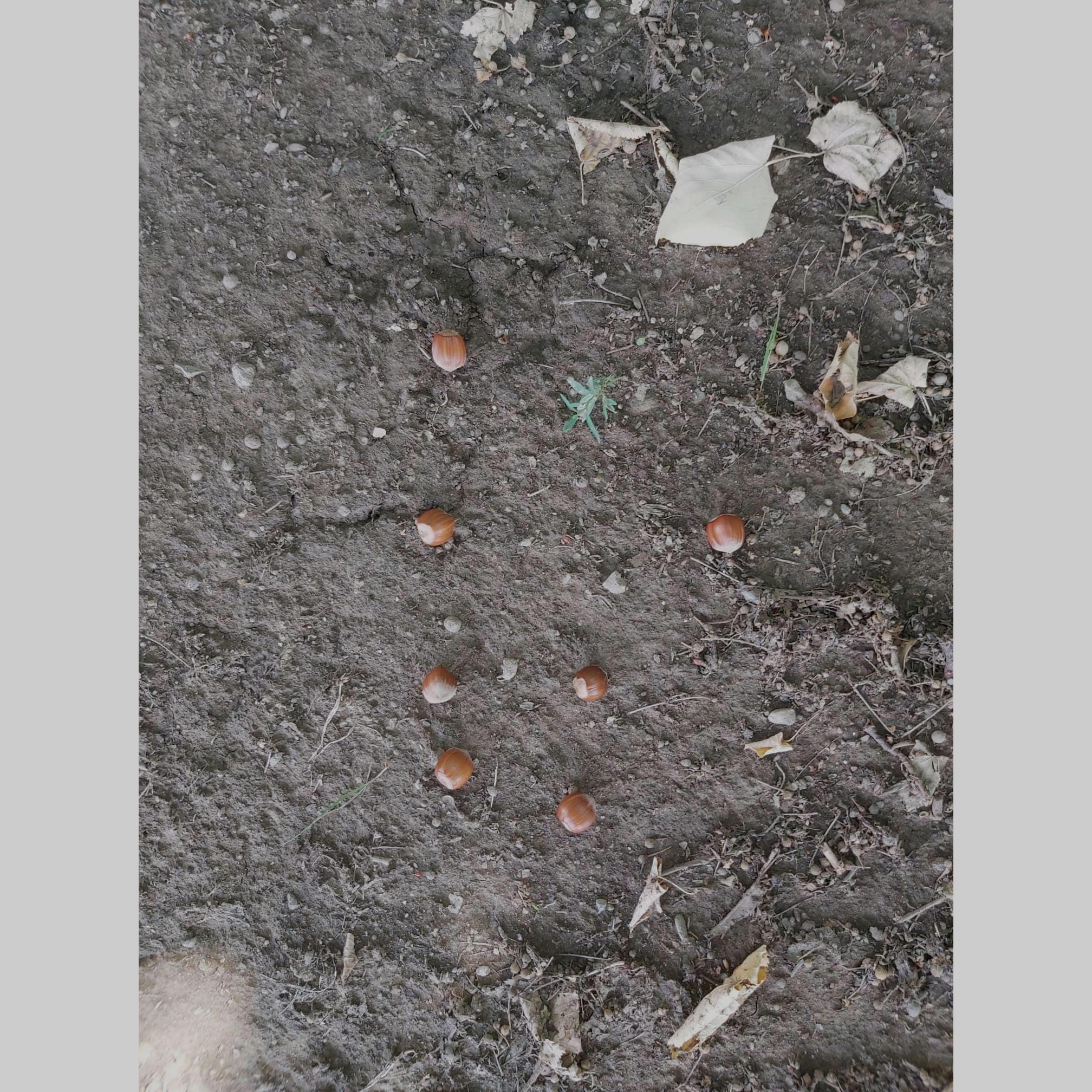 New Hazelnut Object Detection Dataset (v5, lesnici_mobilenet) by ITQuarks