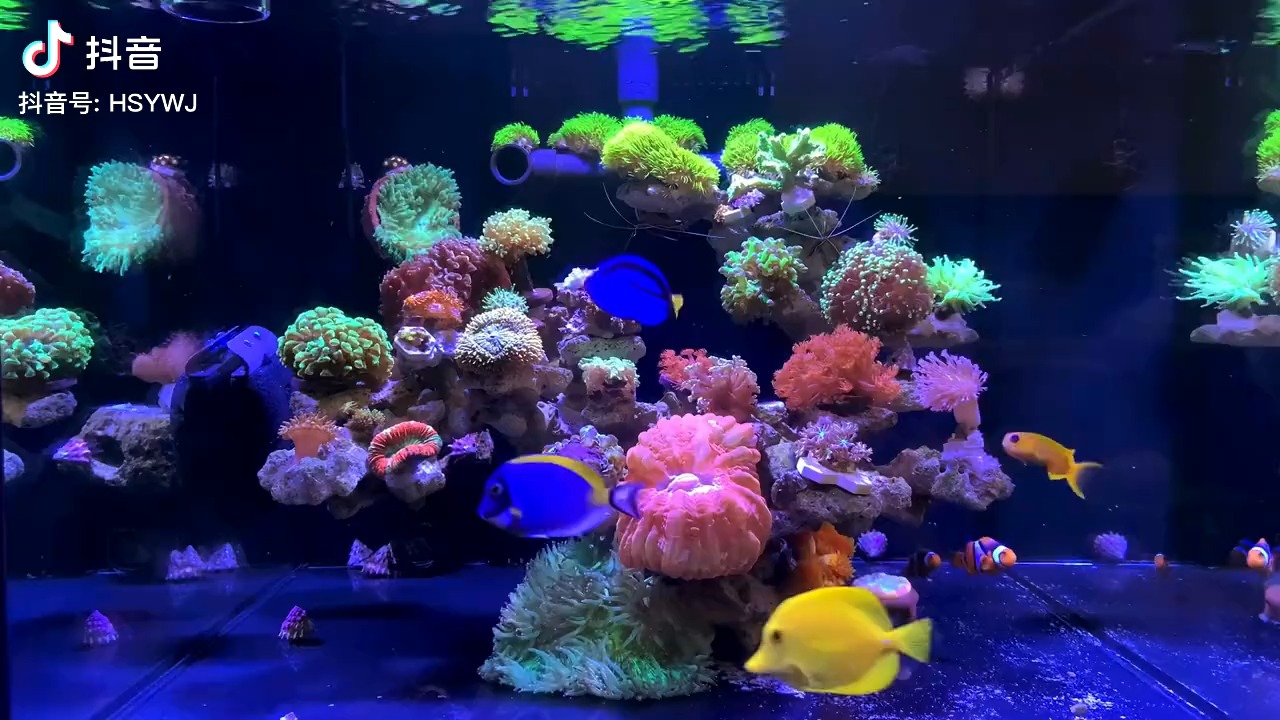 fish detection Object Detection Dataset and Pre-Trained Model by fish