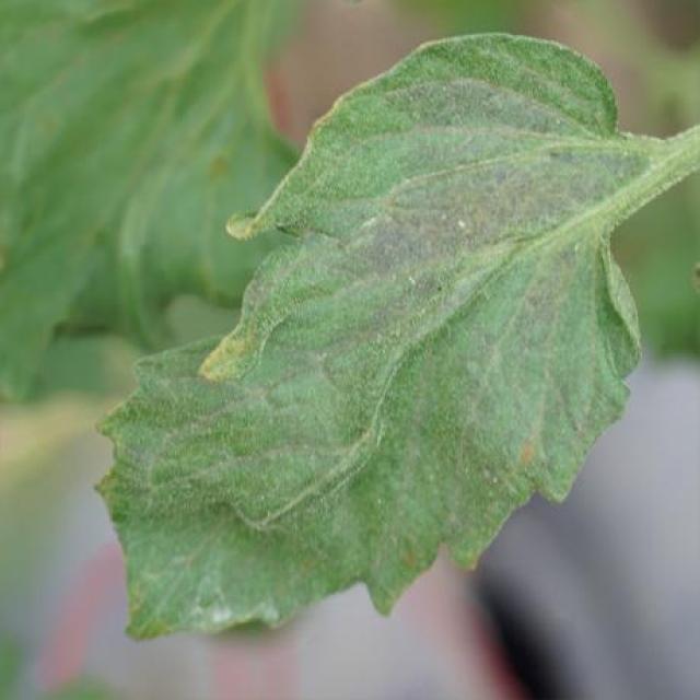 leaf-disease Object Detection Dataset by leafdisease