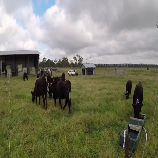 Cow Behavior Detection Object Detection Dataset By Nota