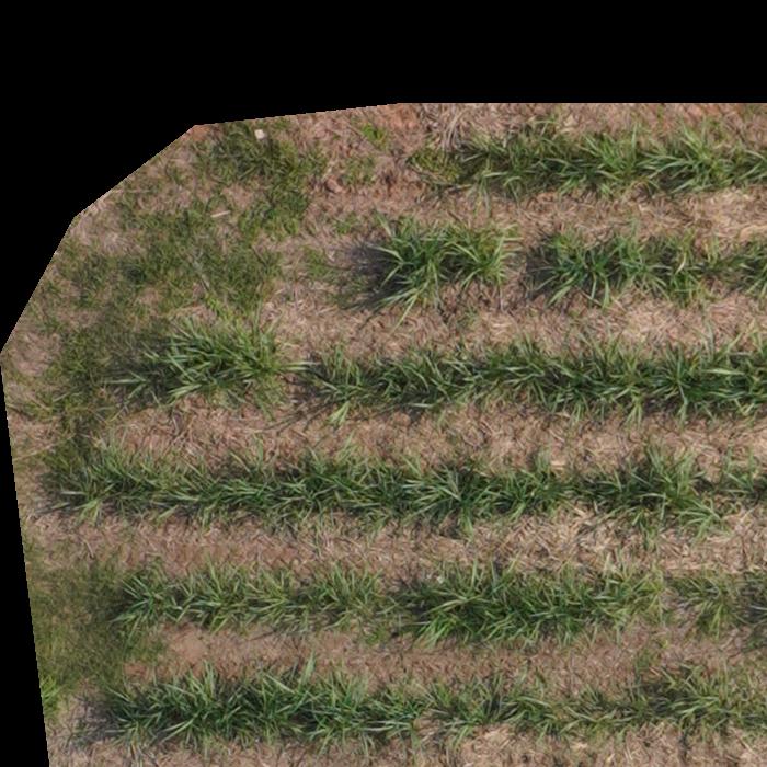 weed Instance Segmentation Dataset by Madhan