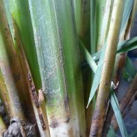 WBC Segmentation - Roboflow Universe