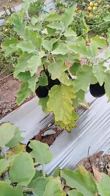 Path_Nav Instance Segmentation Model by MVI