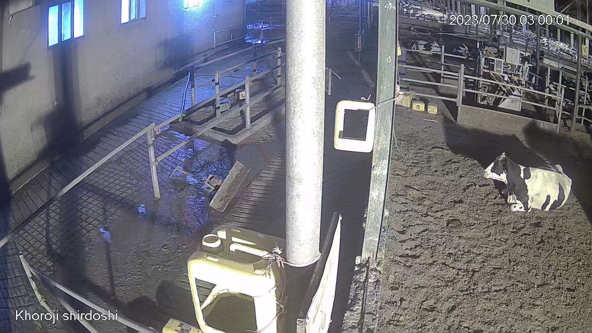 Cow Detection Object Detection Model By Instance Detection