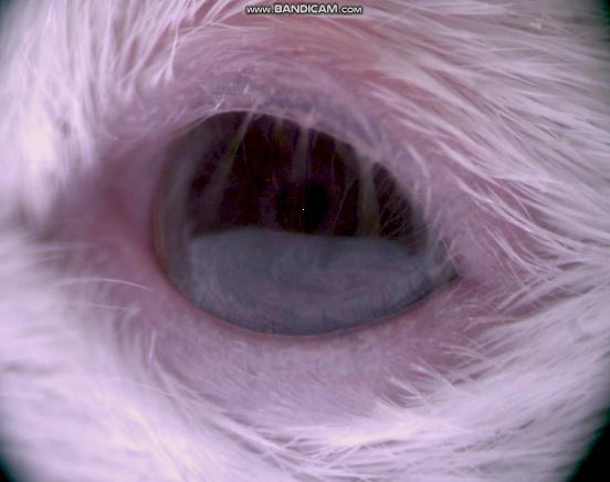 Eye Testing Instance Segmentation Model by Sanghyuks Workspace