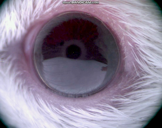 How to Use the Eye Testing Instance Segmentation API