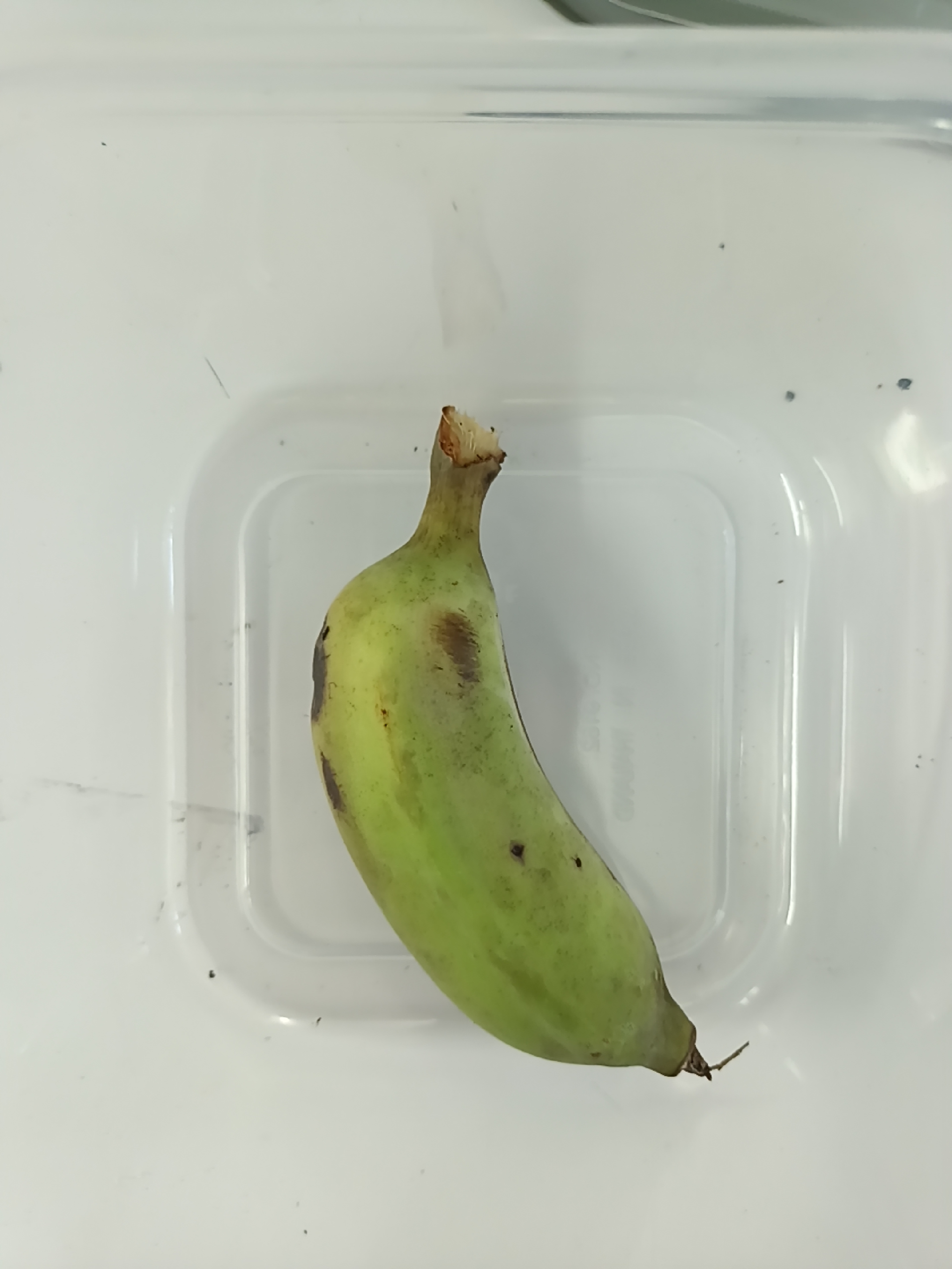 food waste Classification Dataset and Pre-Trained Model by FoodWasteProject