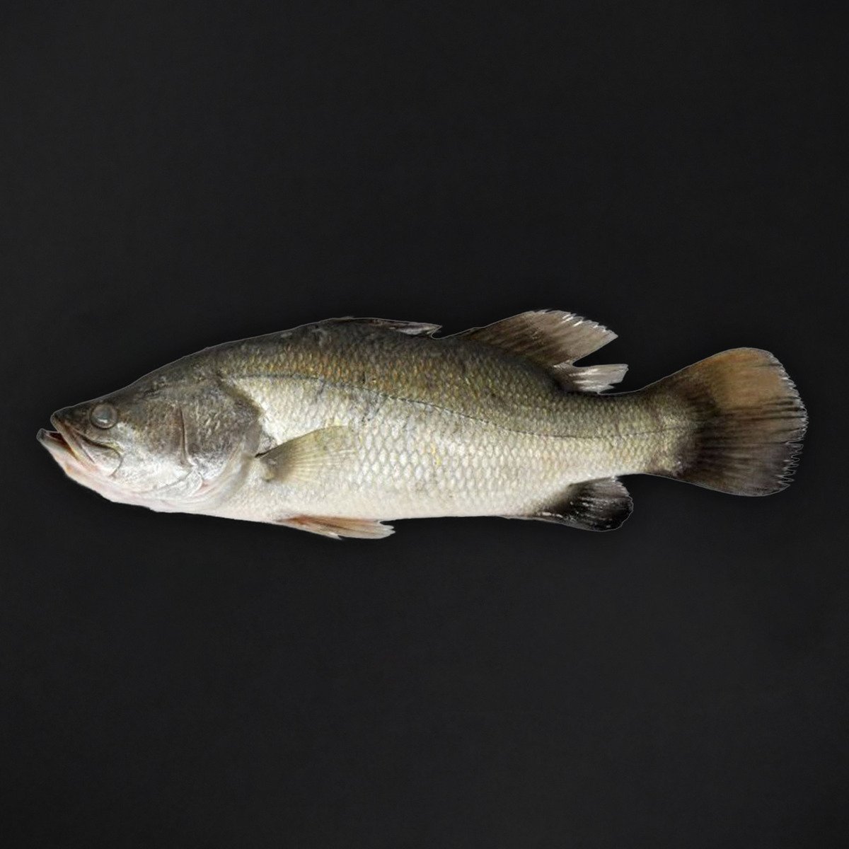fish detection (fish-detection-nztwf) - Roboflow Universe fish detection (fish-detection-nztwf) - Roboflow Universe