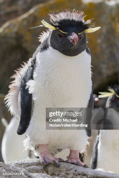 Molting Penguin Detector Object Detection Dataset By Te