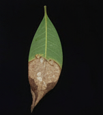 M3 Classification Model by Mango