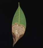 Mango (mango-sgvai) - Roboflow Universe