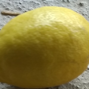 Lemon Detection Object Detection Model by lemon classification AI