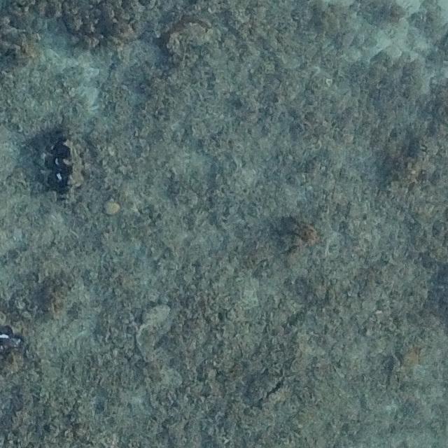 Detecting Giant Clams from Drone Imagery on the Great Barrier Reef Object Detection Dataset by ...