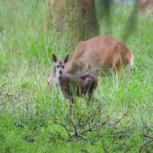 animals Object Detection Dataset by class1