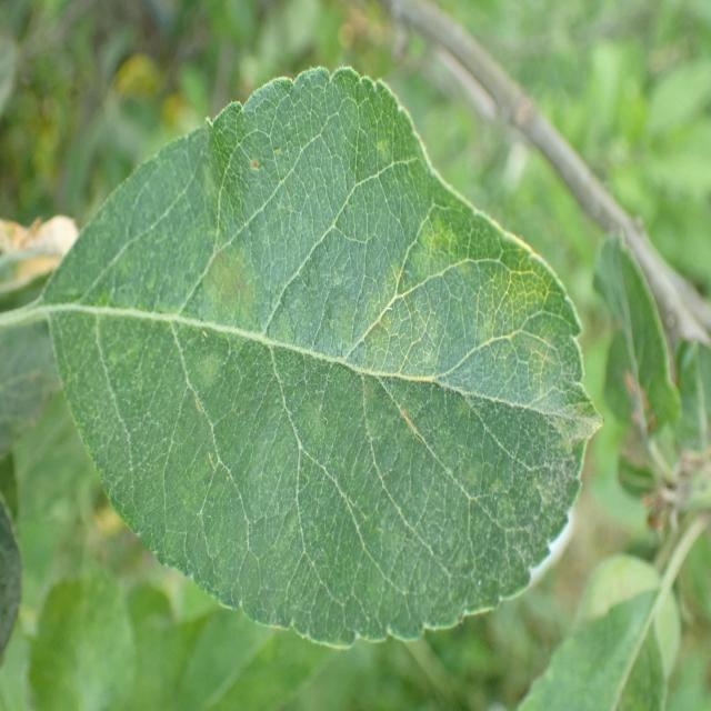 Plant Pathology Dataset Object Detection Dataset By Venkatesh Ravipudi