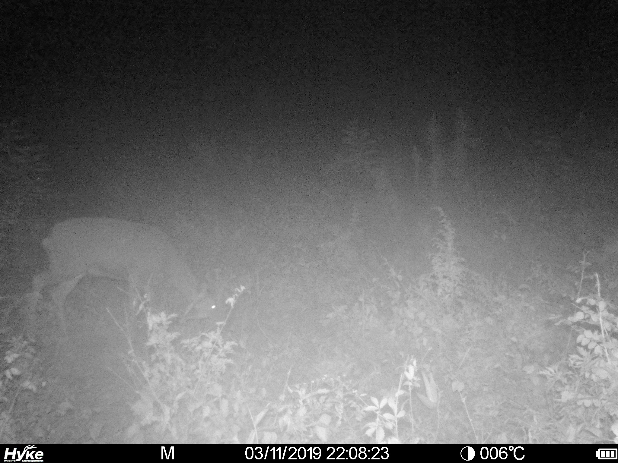 Detection Deer Object Detection Dataset By Weedlab