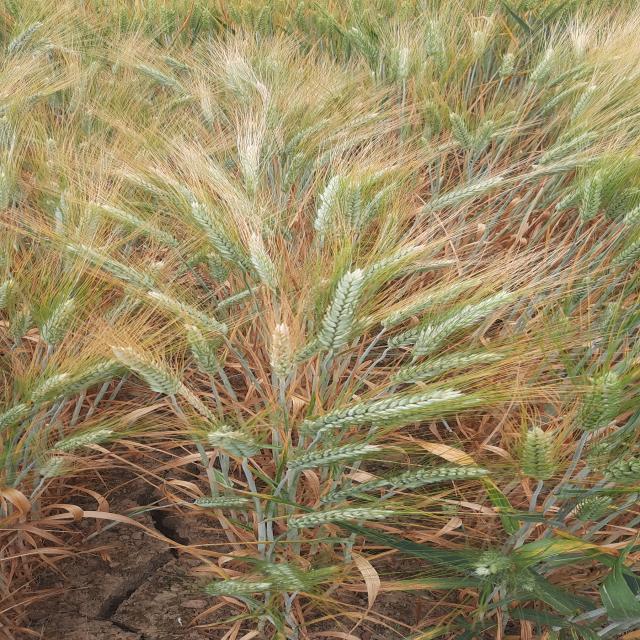 Cadot - Roboflow Universe