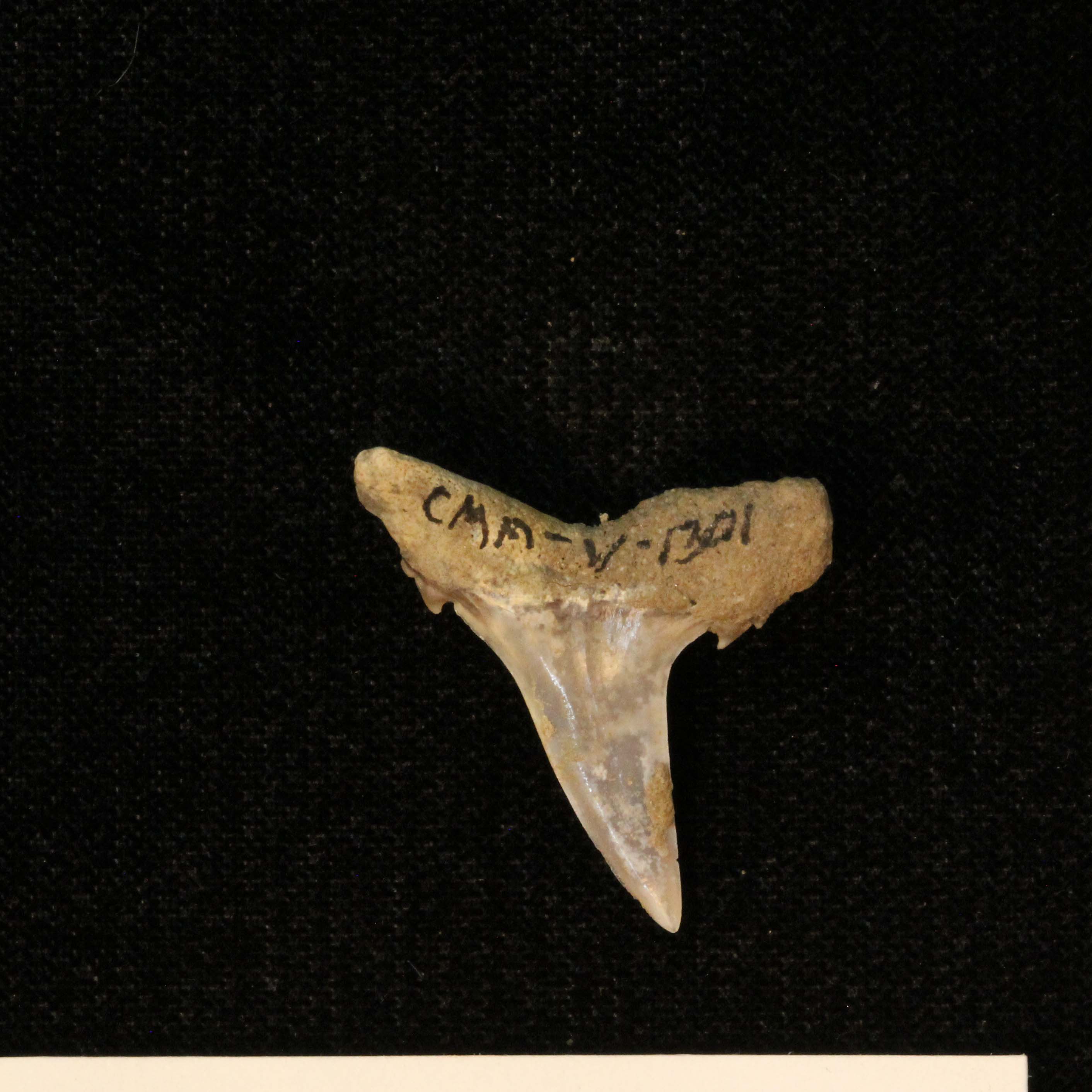 shark teeth lab project Object Detection Model by My workspace