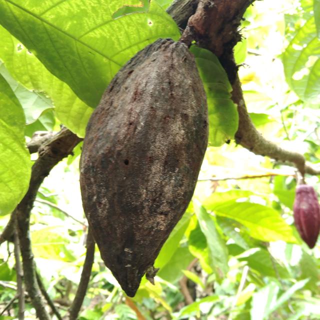 2 (2-warpa) - Roboflow Universe