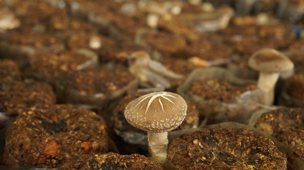 Mushroom Segmentation Instance Segmentation Dataset By Computervision