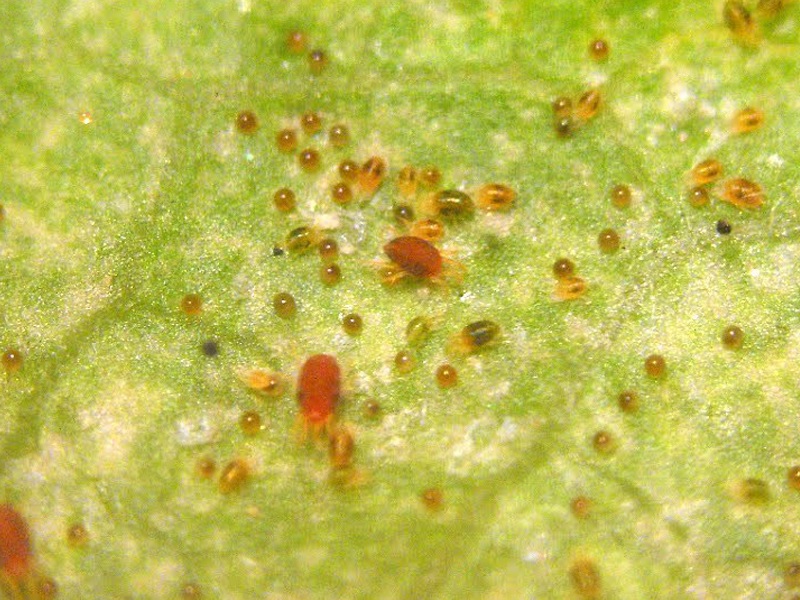 Plagas en Cultivos Object Detection Dataset and Pre-Trained Model by Omar Mendoza