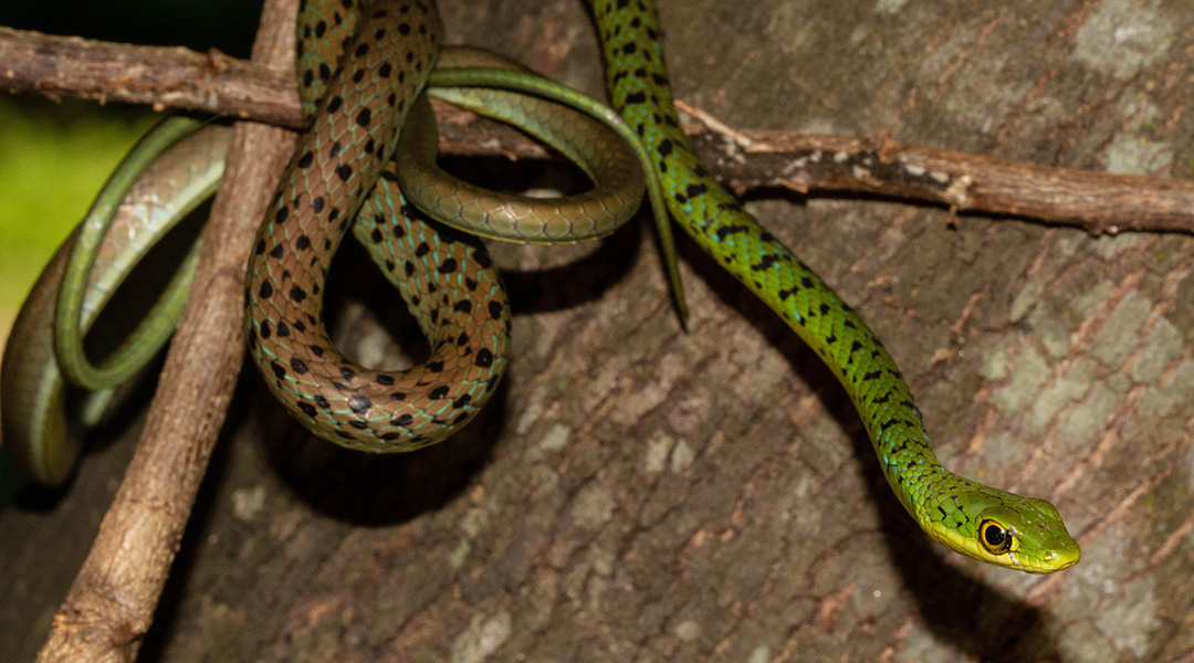 Snake Detection Object Detection Model by ReptileDetection