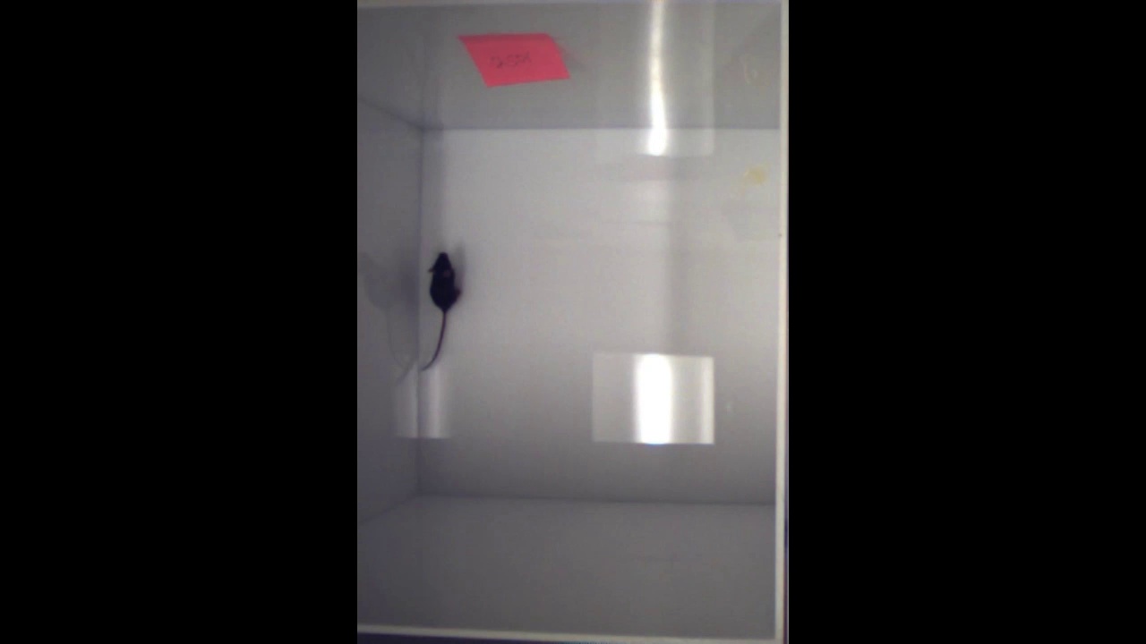 OF_mouse_detection Instance Segmentation Dataset by GMBehavior