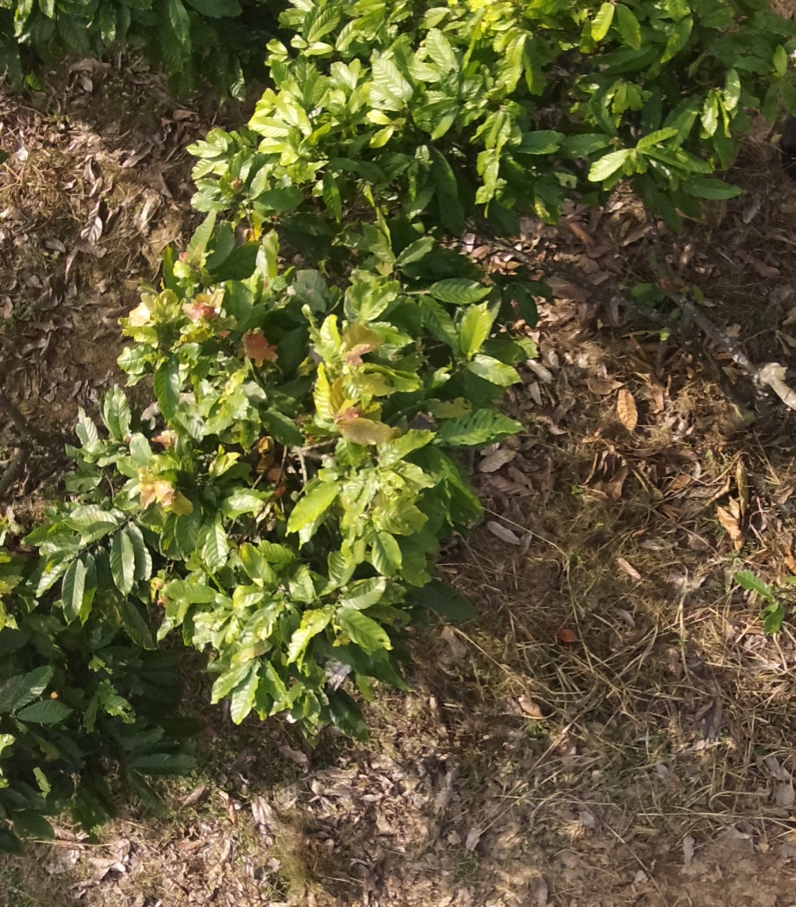 Cocoa 2 Object Detection Dataset By Cocoa Project