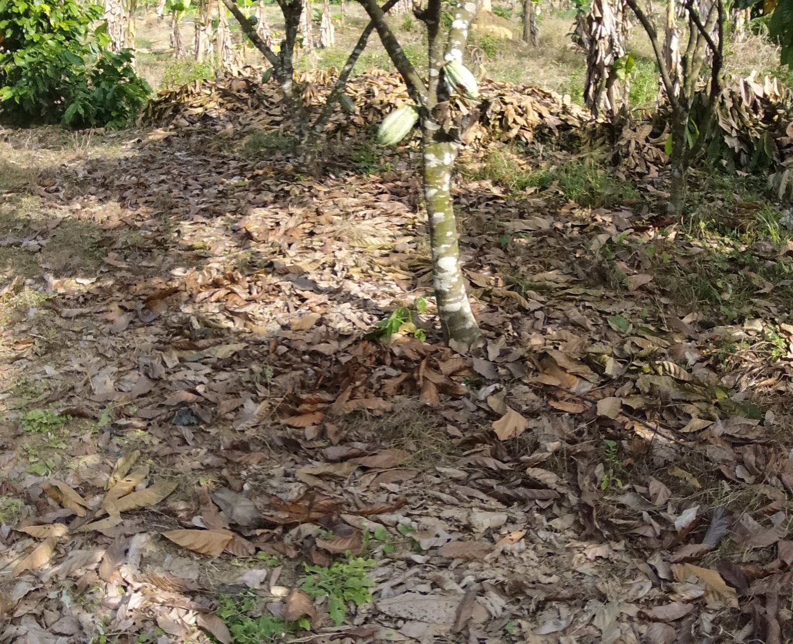 Cocoa Project Object Detection Dataset By Cocoa Project