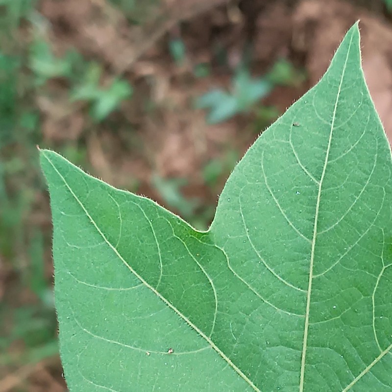 Healthy Leaf Object Detection Dataset by cotton plant entire