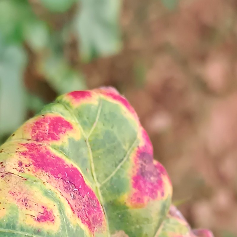 Leaf Redding Object Detection Dataset by cotton plant entire