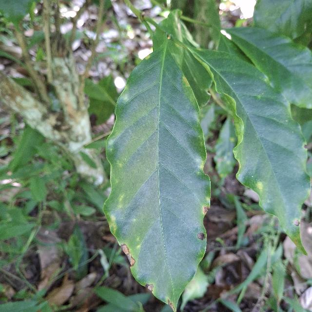 identifikasi penyakit daun kopi3 Classification Dataset and Pre-Trained ... identifikasi penyakit daun kopi3 Classification Dataset and Pre-Trained ...